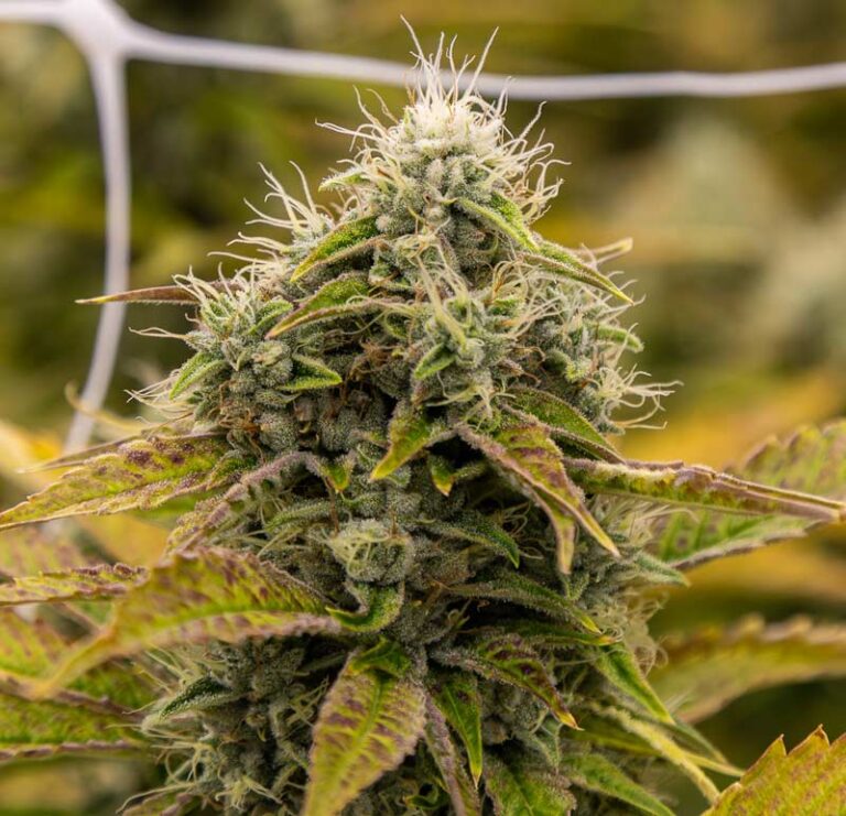 Our Products | Evermore Cannabis Company