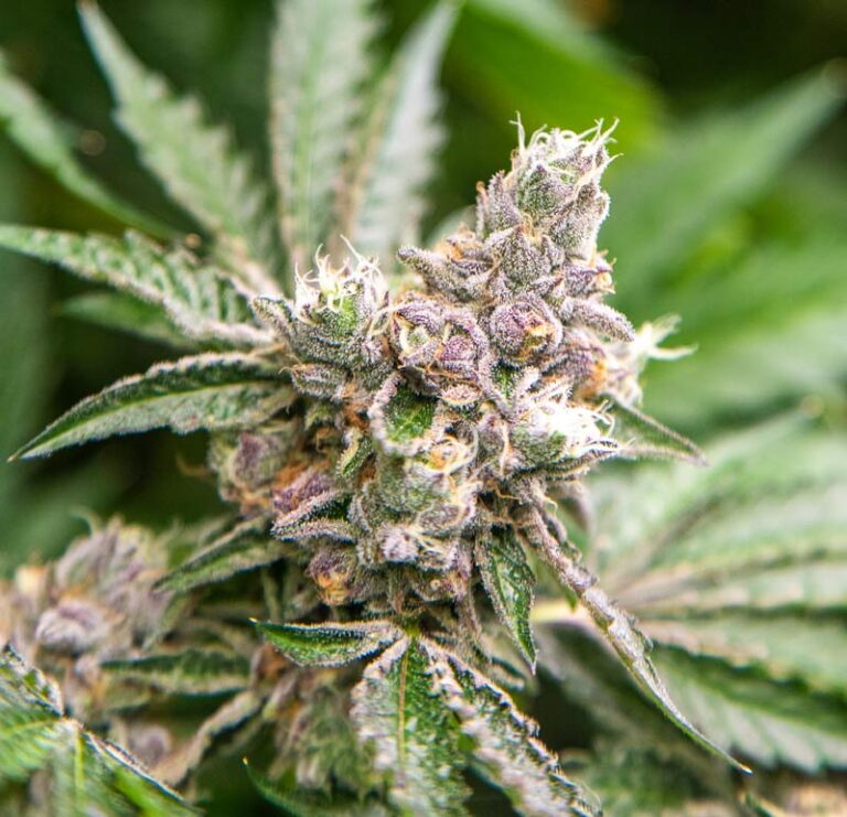 Premium Flower | Evermore Cannabis Company